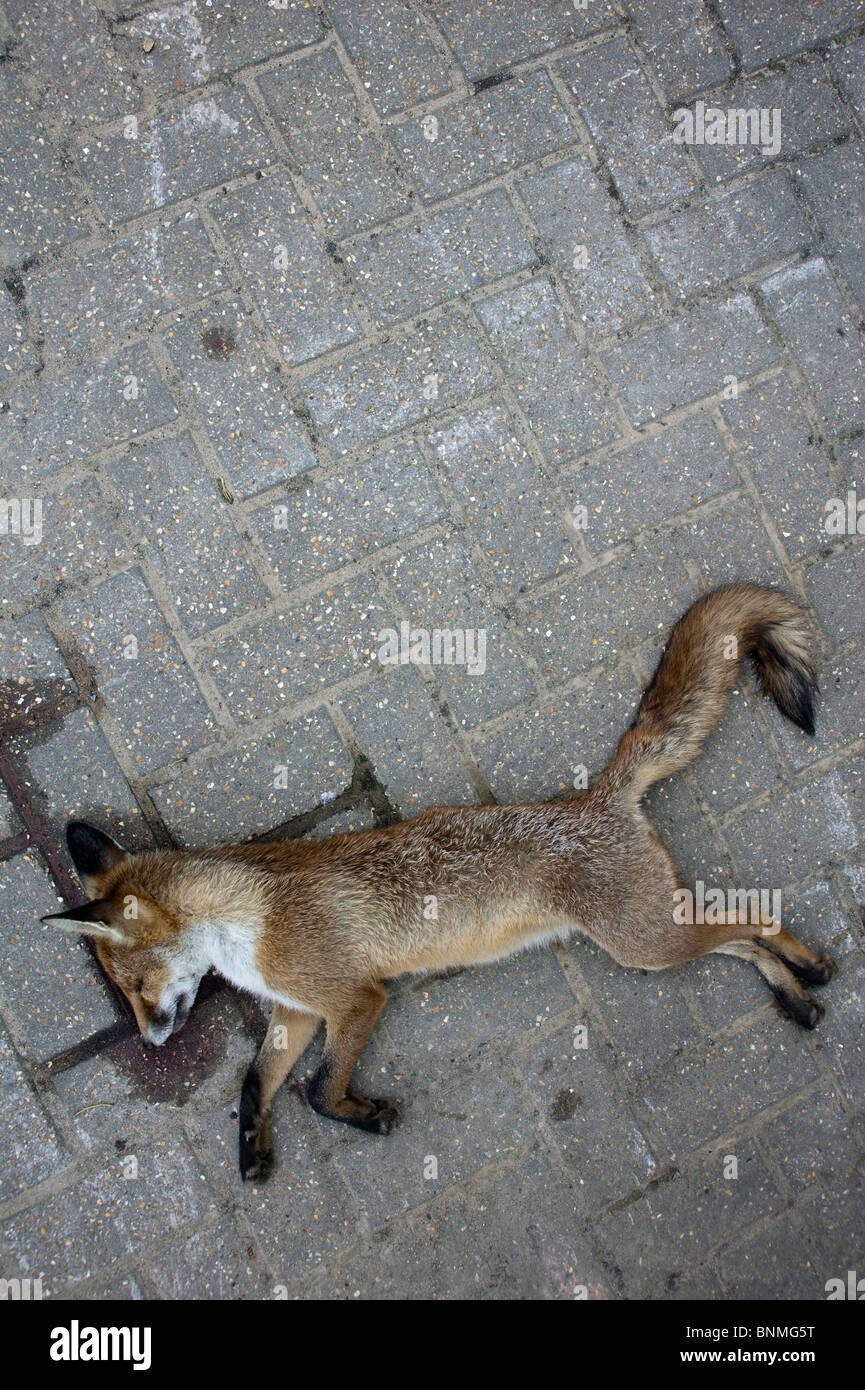 A dead fox on the pavement in SW London Stock Photo - Alamy