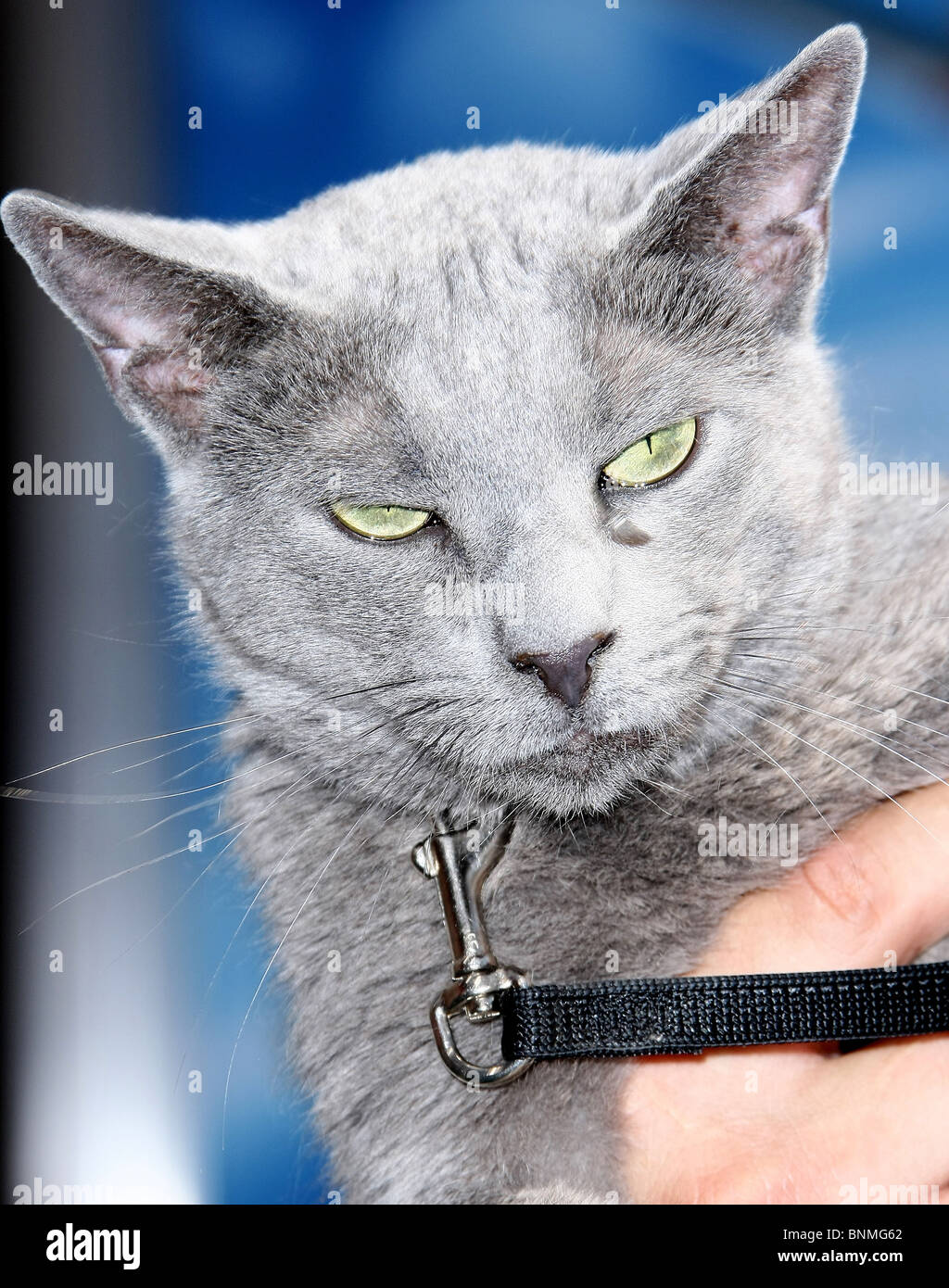 Catherine cats dogs revenge kitty High Resolution Stock Photography and ...