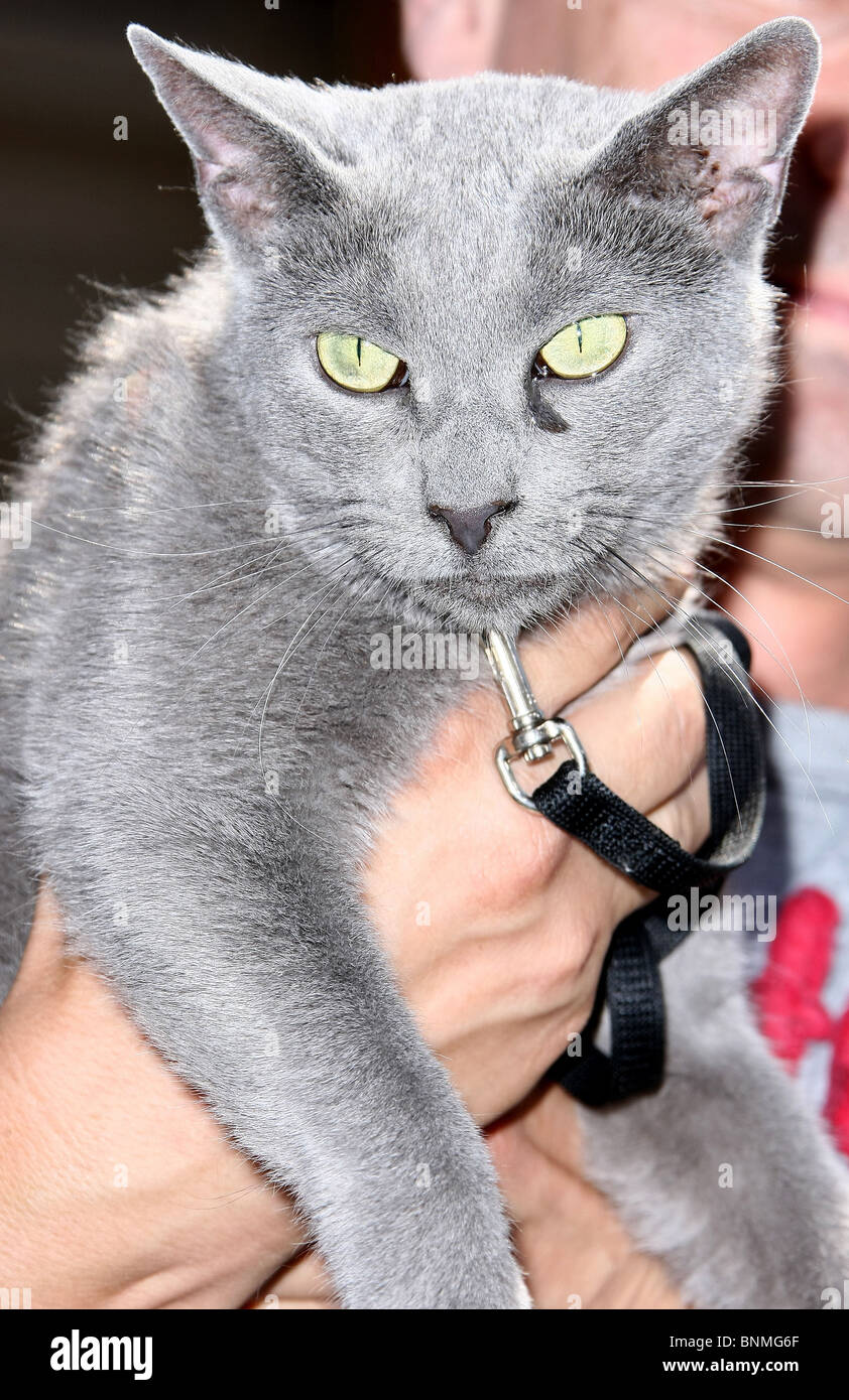 Catherine cats dogs revenge kitty High Resolution Stock Photography and ...