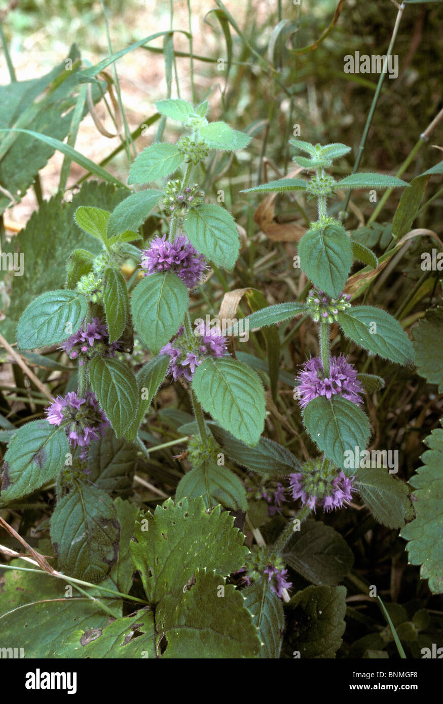 Corn mint (Mentha arvensis) in a cornfield, UK Stock Photo - Alamy