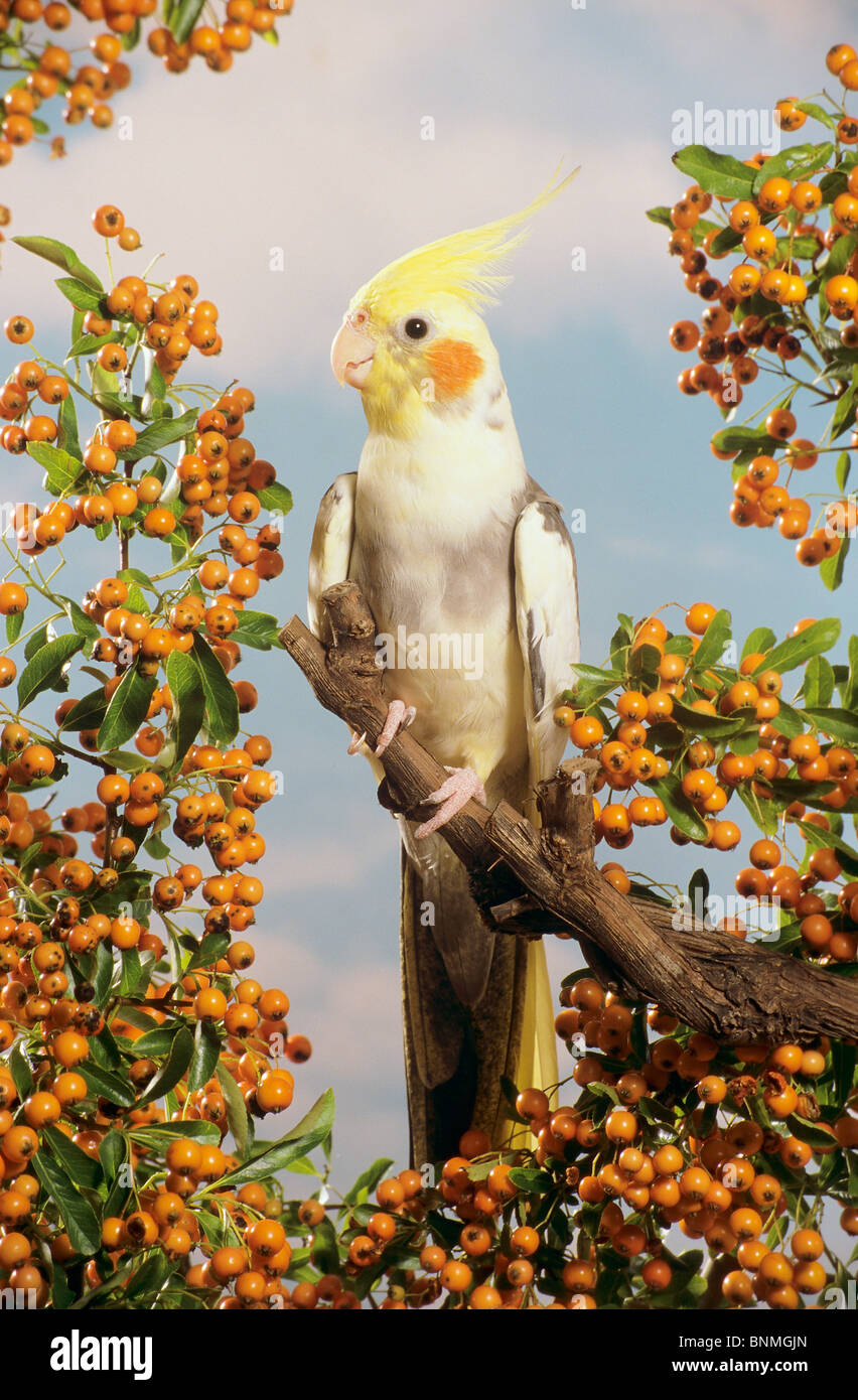 Cockatiel branch / Nymphicus hollandicus Stock Photo - Alamy