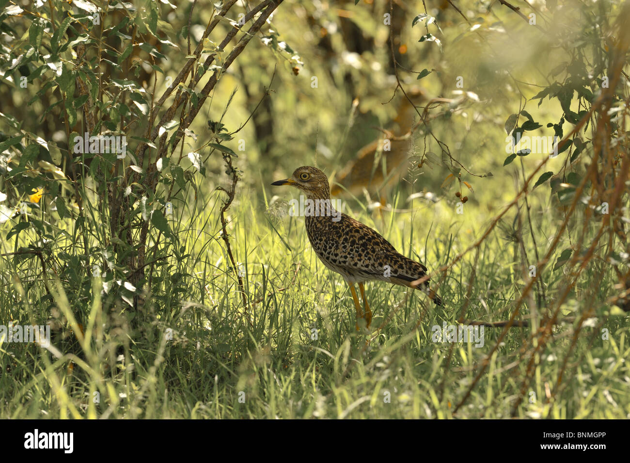 Spotted Thick-knee, Burhinus capensis, Masai Mara National Reserve ...