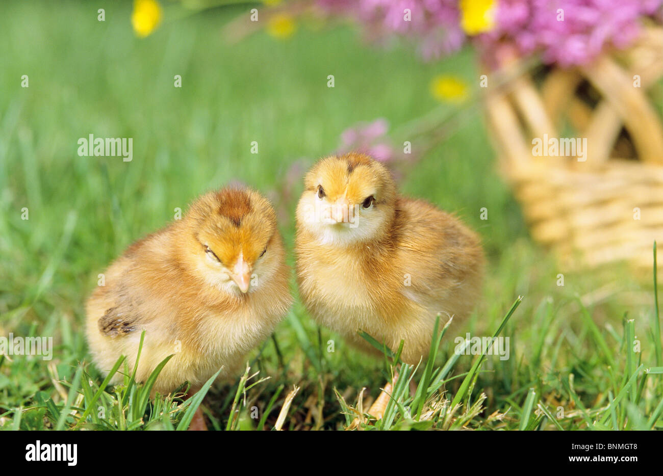 two chicks meadow Stock Photo - Alamy
