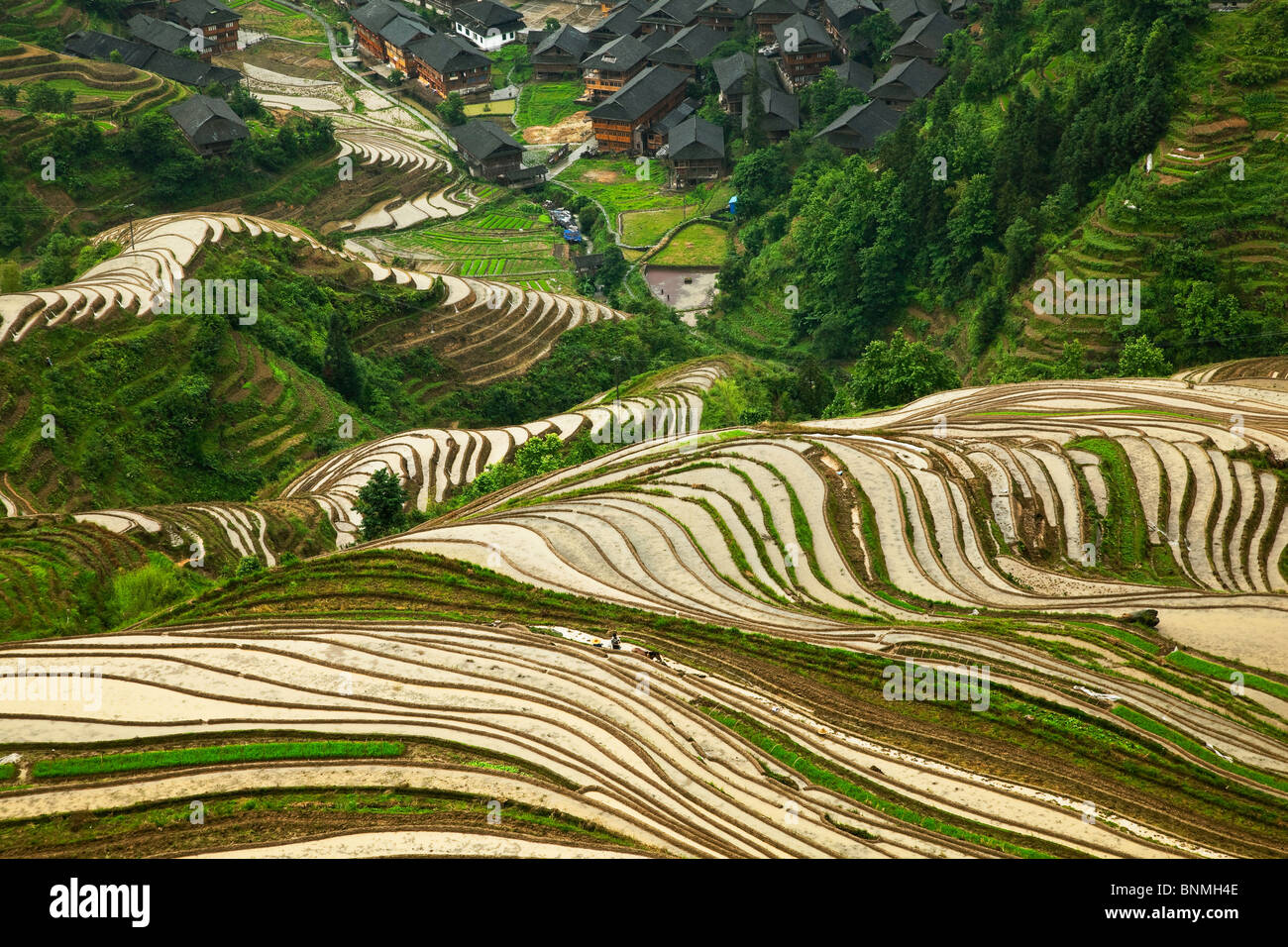 Rice field and village in China Stock Photo - Alamy