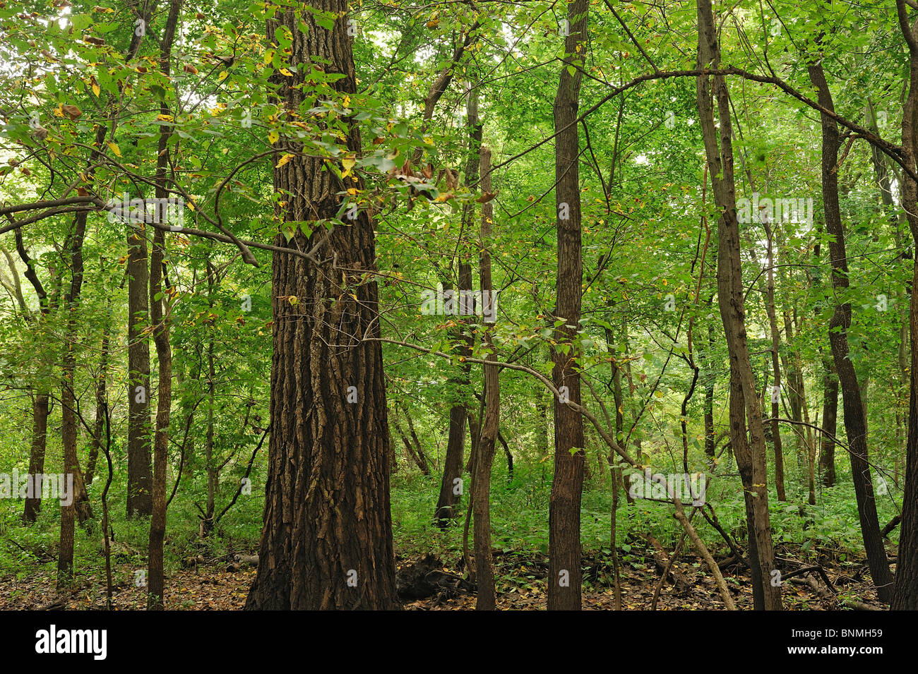 Prophetstown hi-res stock photography and images - Alamy