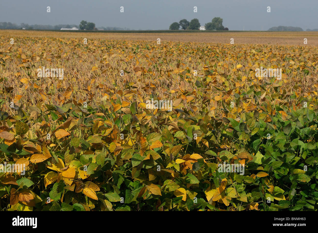 Soya fields near Hooppole Illinois USA soya field agriculture cereal ...