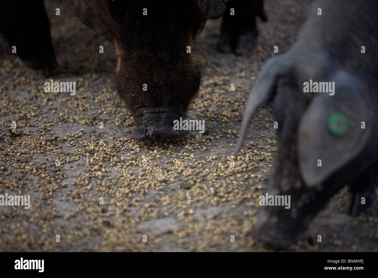 Grain eating animals hi-res stock photography and images - Alamy