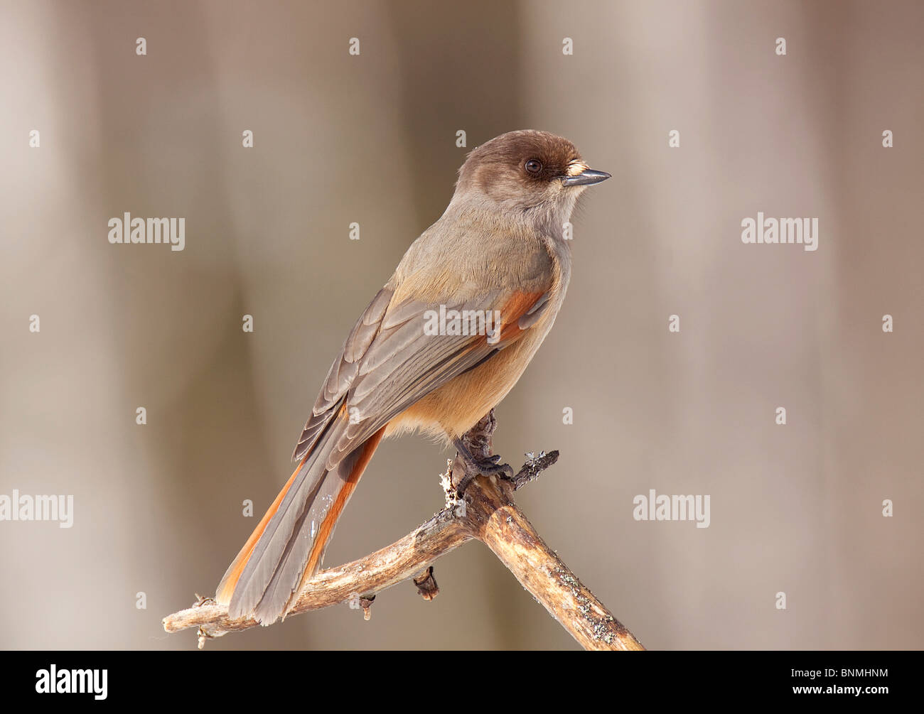 Siberian Jay on a twig / Perisoreus infaustus Stock Photo - Alamy