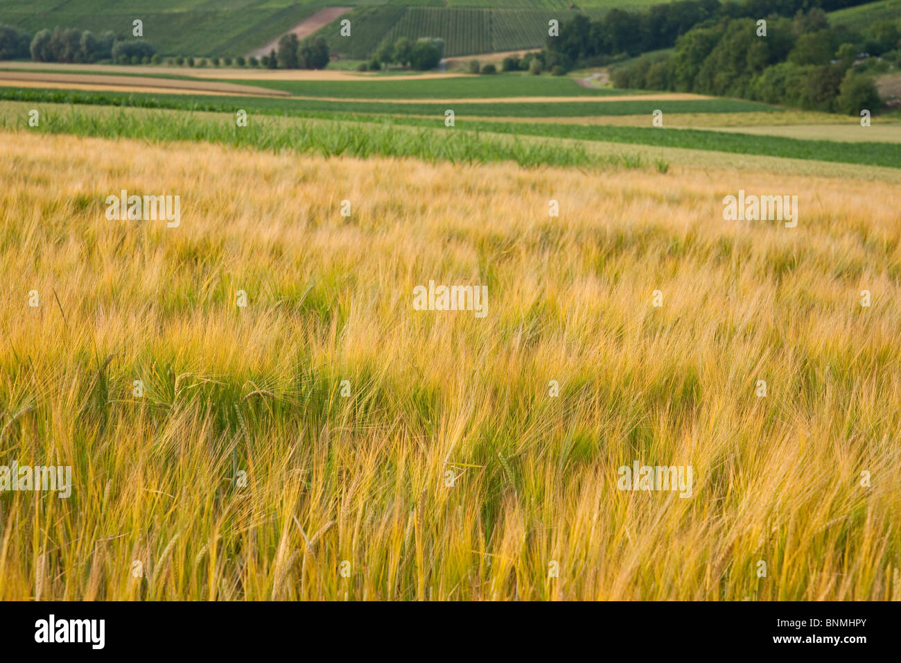 Zaberfeld Baden Wurttemberg Germany nature reserve Stromberg ...