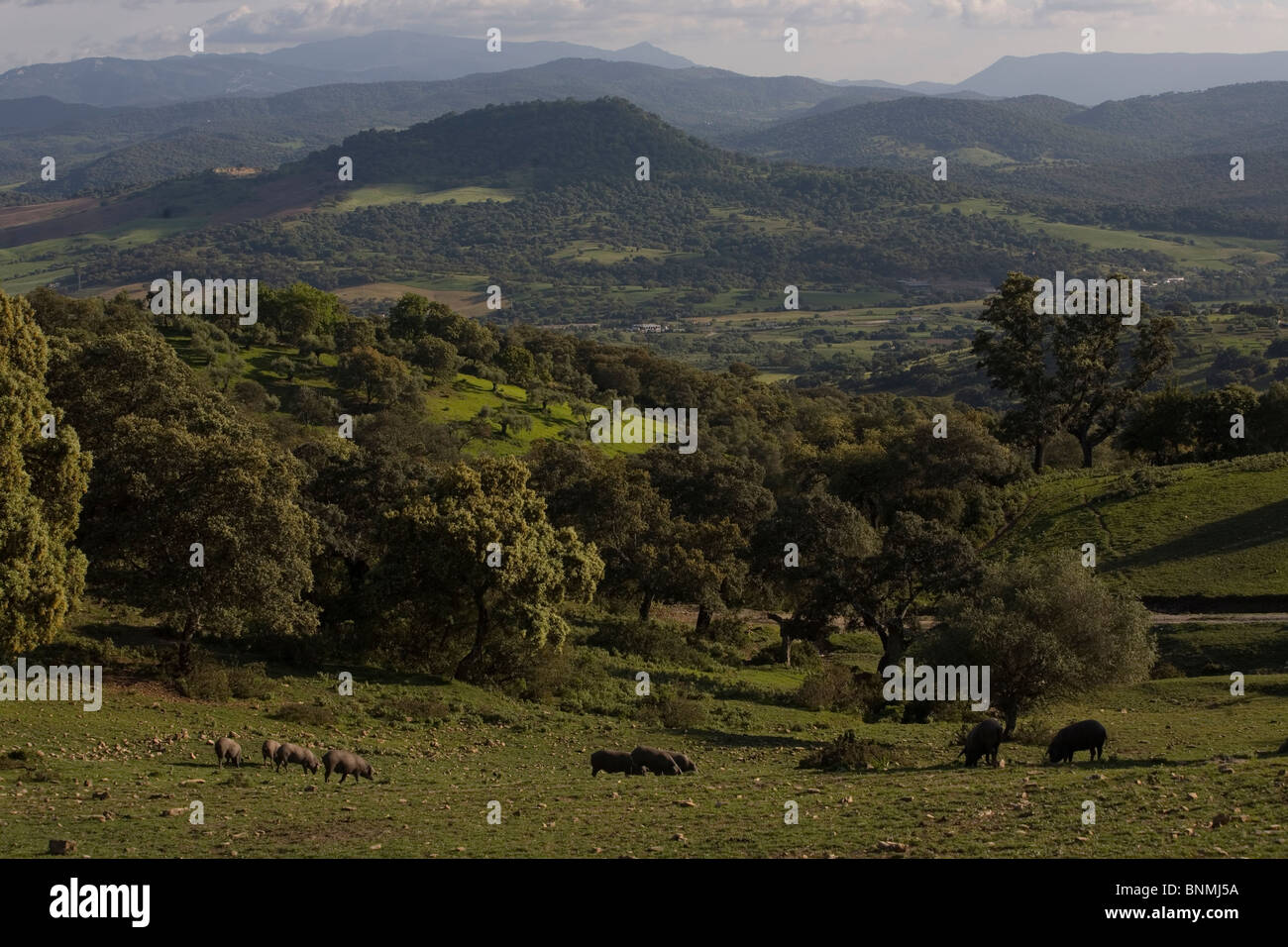 Iberian pigs, the source of Iberico ham known as pata negra, graze in ...