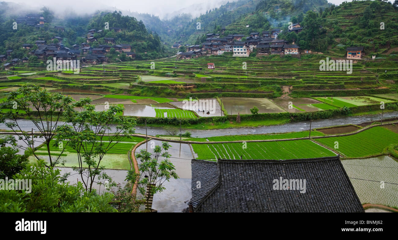 rice field and ancient village in China Stock Photo - Alamy
