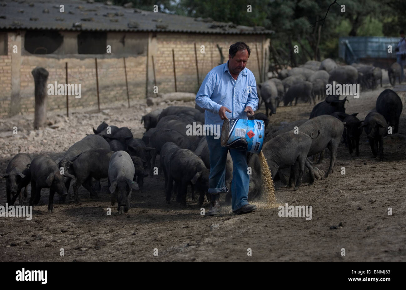A farmer feeds grain to Spanish Iberian pigs, the source of Iberico ham ...