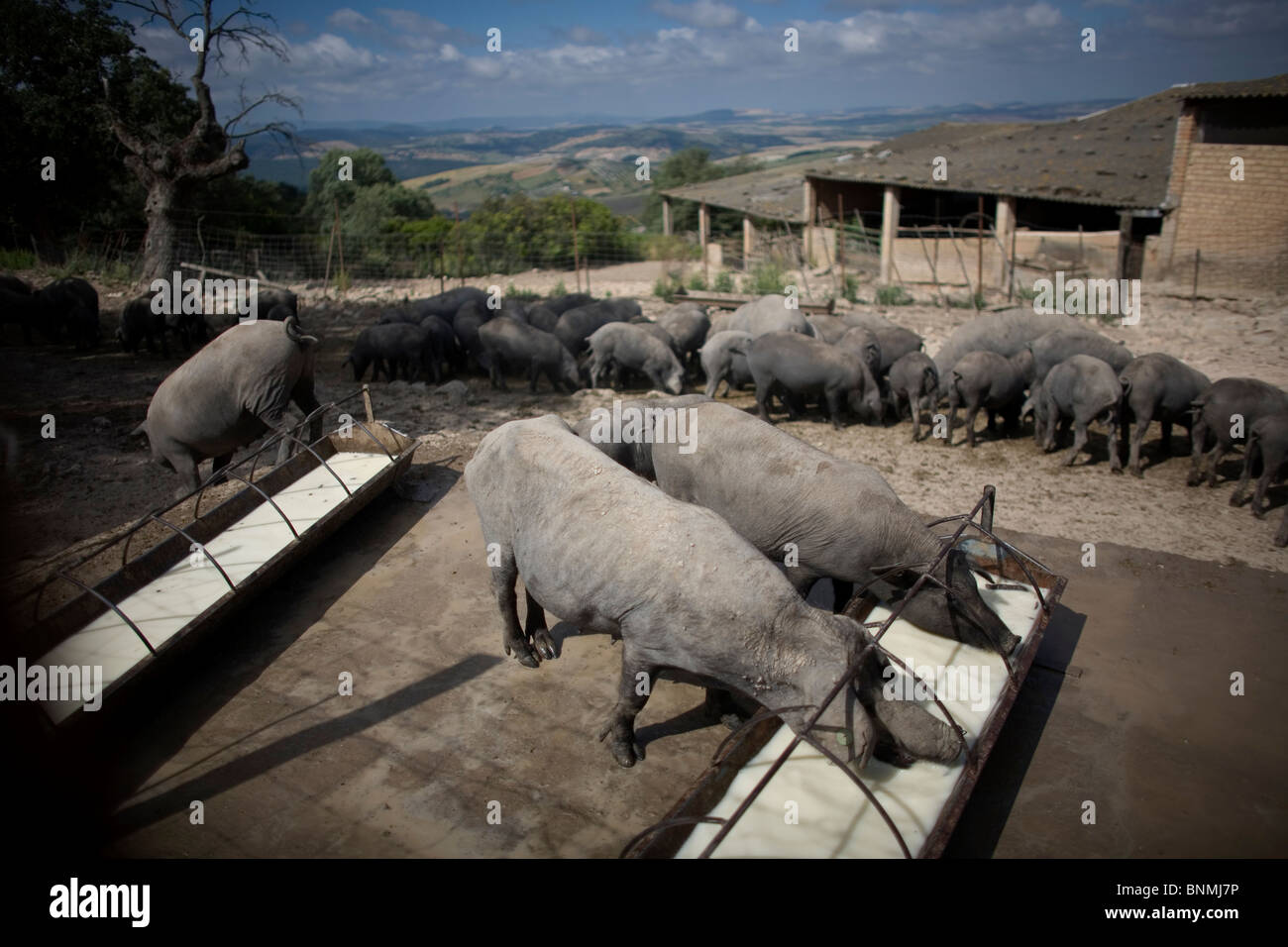 Spanish Iberian pigs drink whey, the skimmed nonfat milk left over when ...