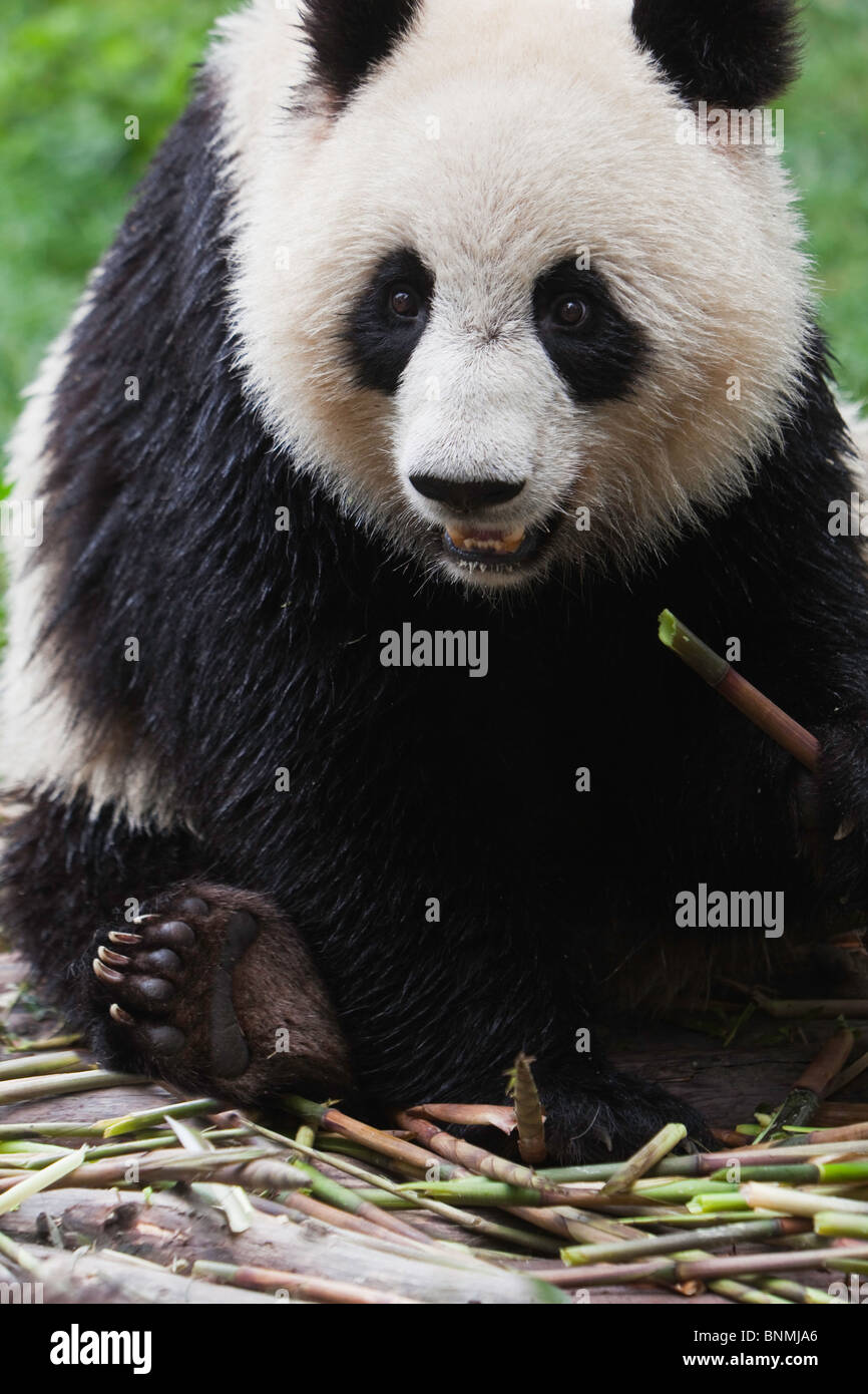 Giant Panda eating bamboo shoots in China Stock Photo - Alamy
