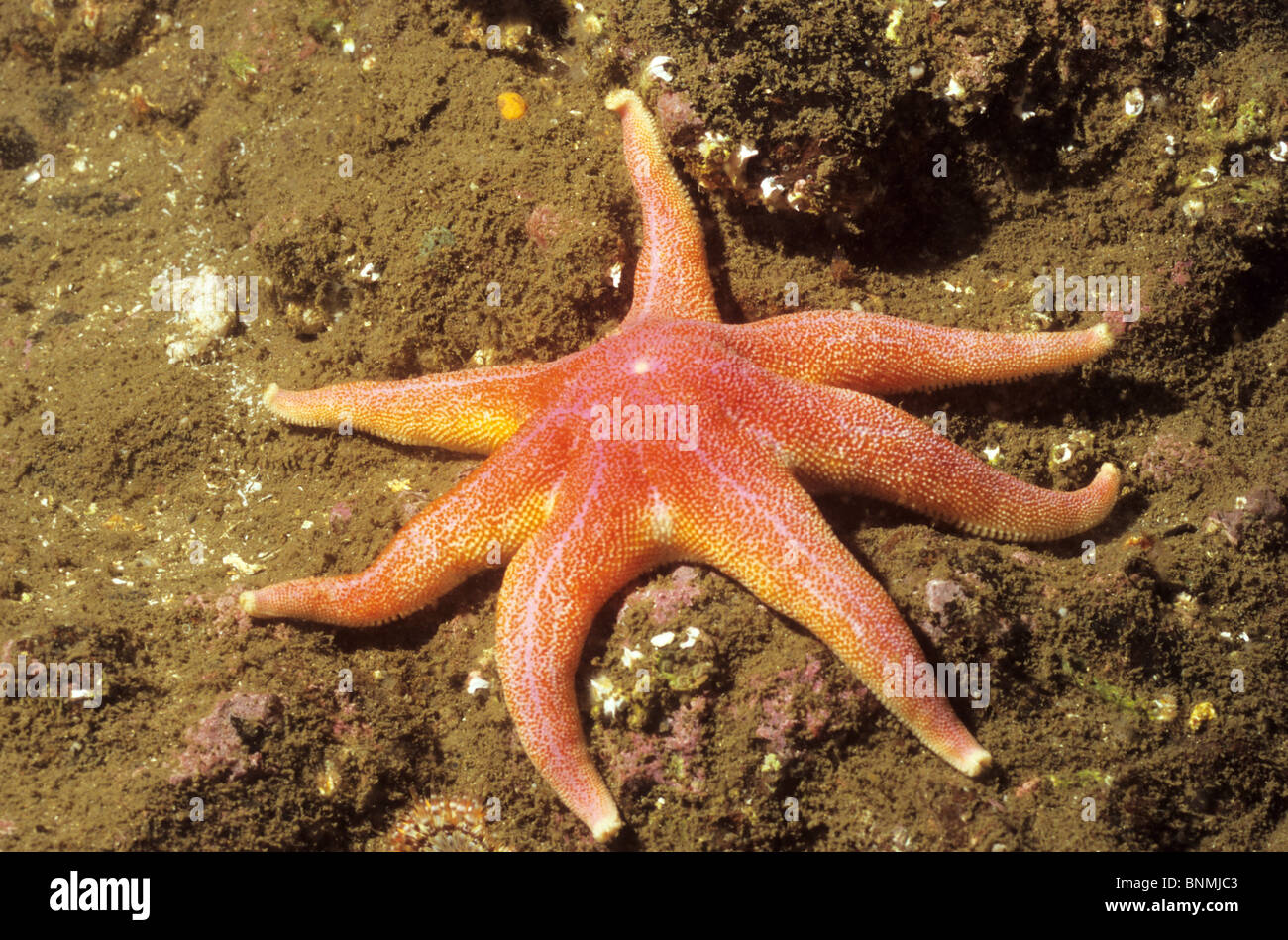 Purple sunstars hi-res stock photography and images - Alamy
