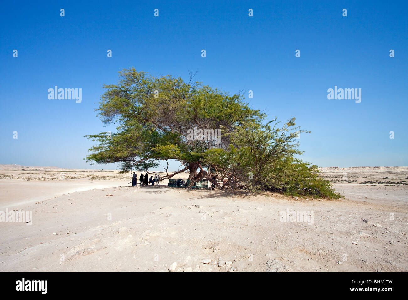 Bahrein United Arab Emirates UAE Manama desert tree life tree traveling ...