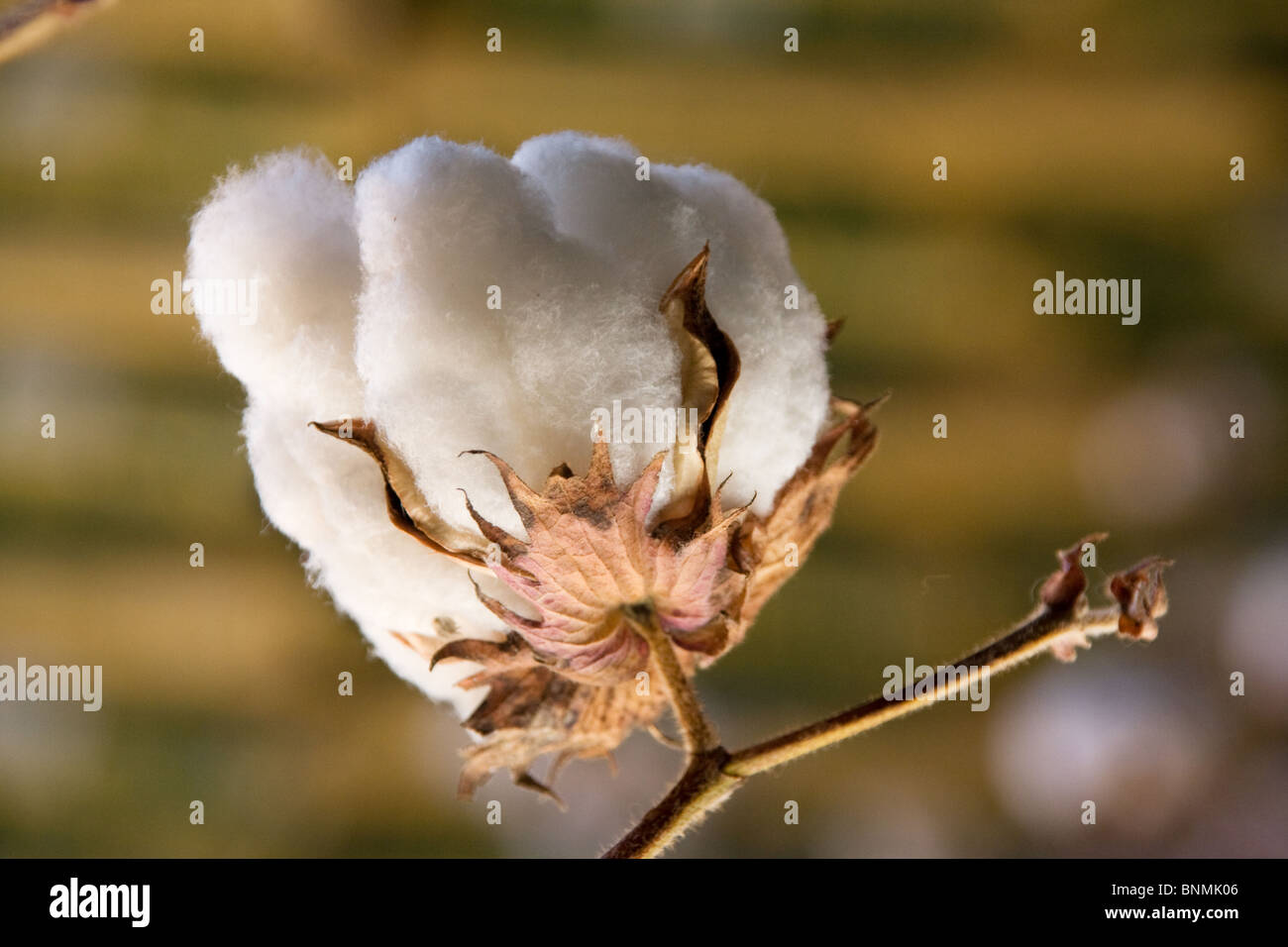 Picture of a cotton plant Stock Photo - Alamy
