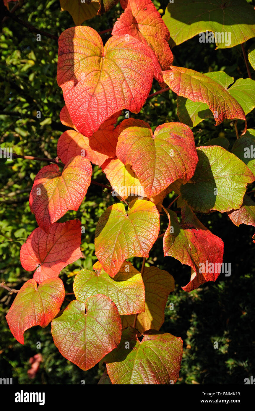 Vitis coignetiae - Crimson Glory Vine Stock Photo - Alamy