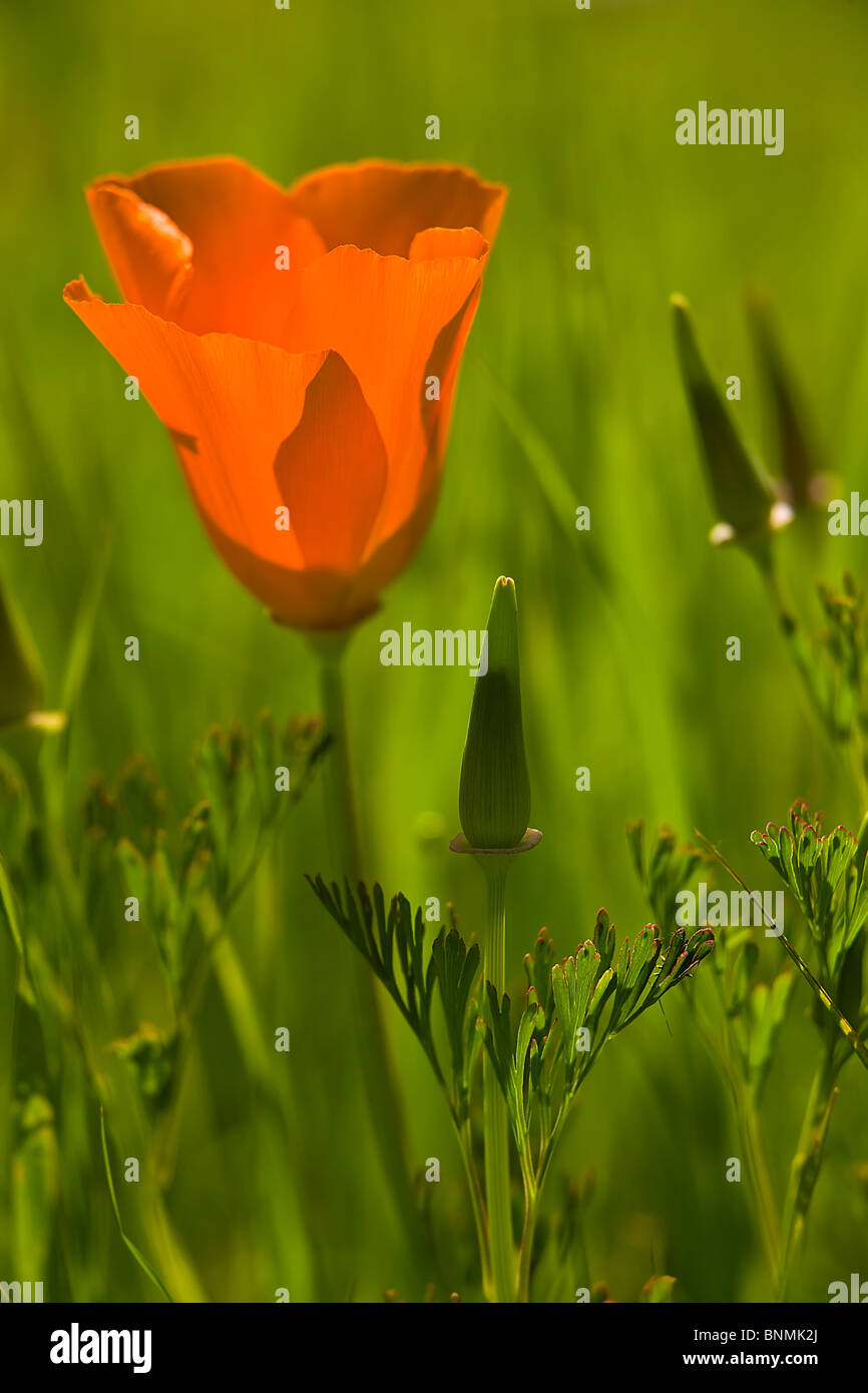 Rural California Spring scenes Stock Photo - Alamy