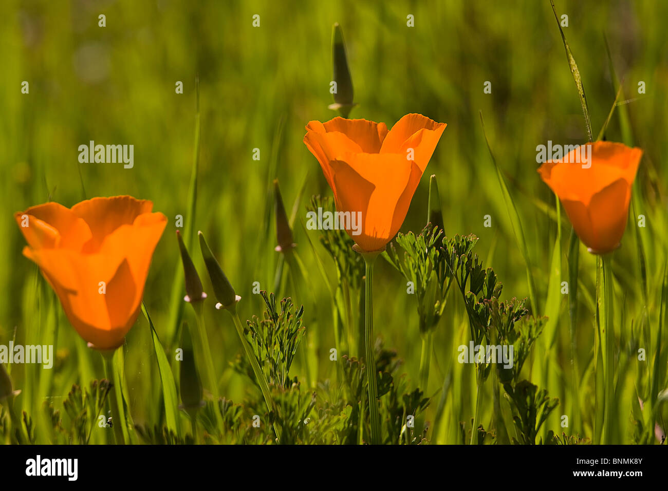 Rural California Spring scenes Stock Photo - Alamy