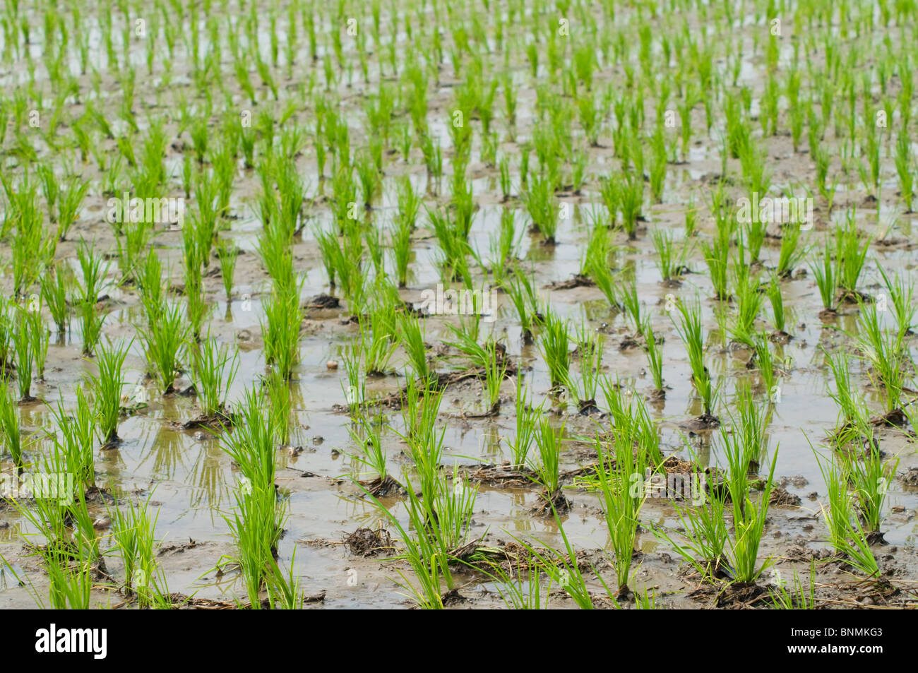 Rice seedlings in a wet paddy field in Thailand Stock Photo - Alamy