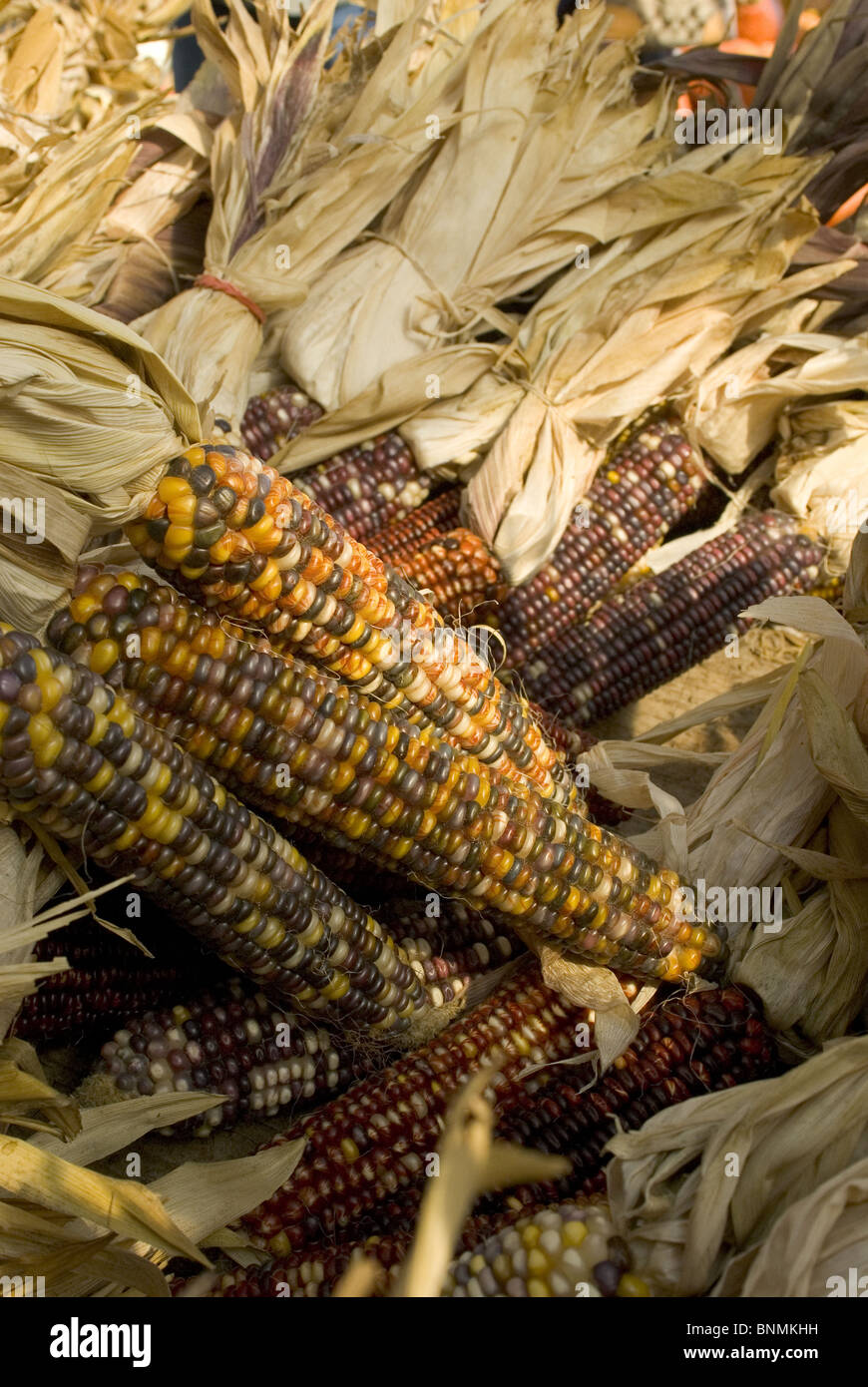 Colored Corn on the Cob Stock Photo - Alamy