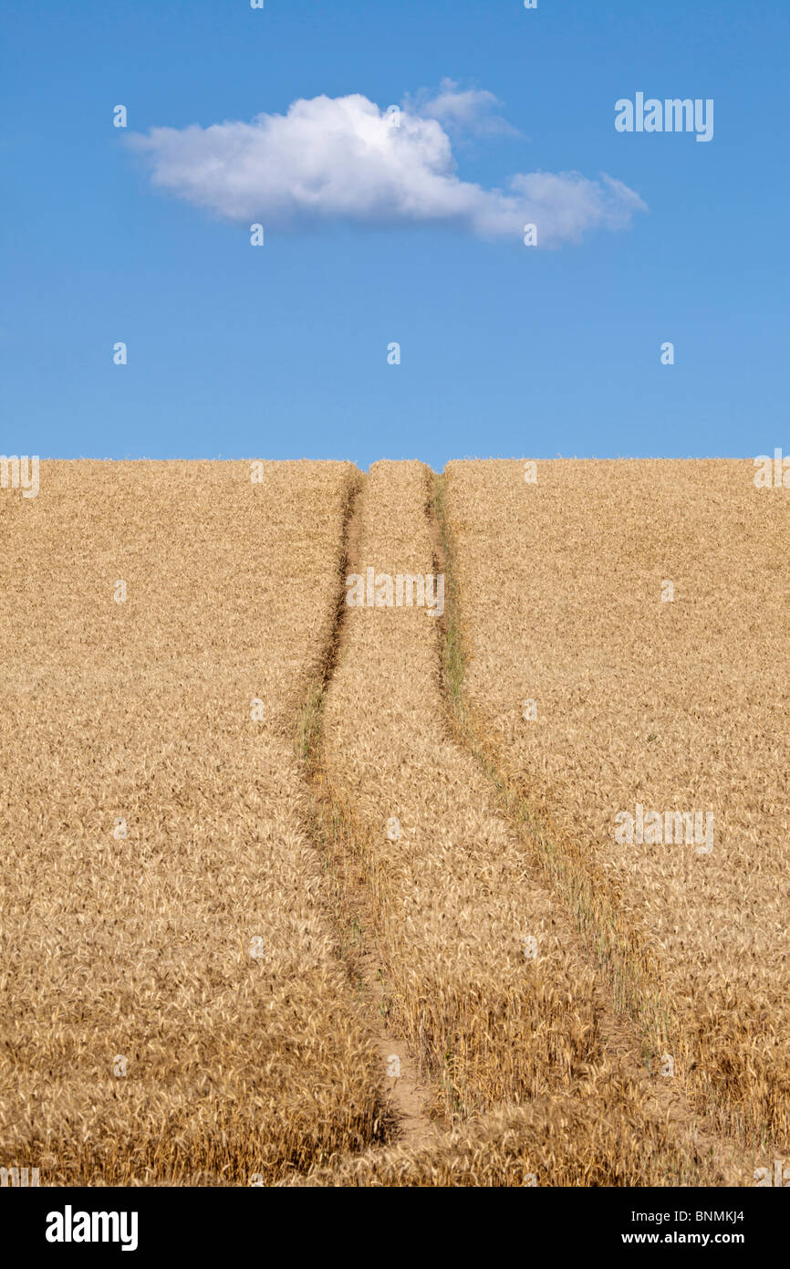 a field of wheat Stock Photo - Alamy
