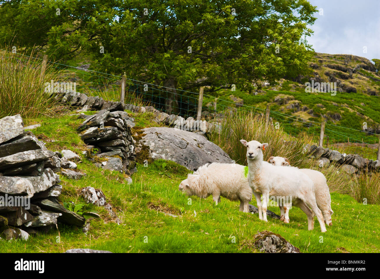Lambs in Spring Stock Photo - Alamy