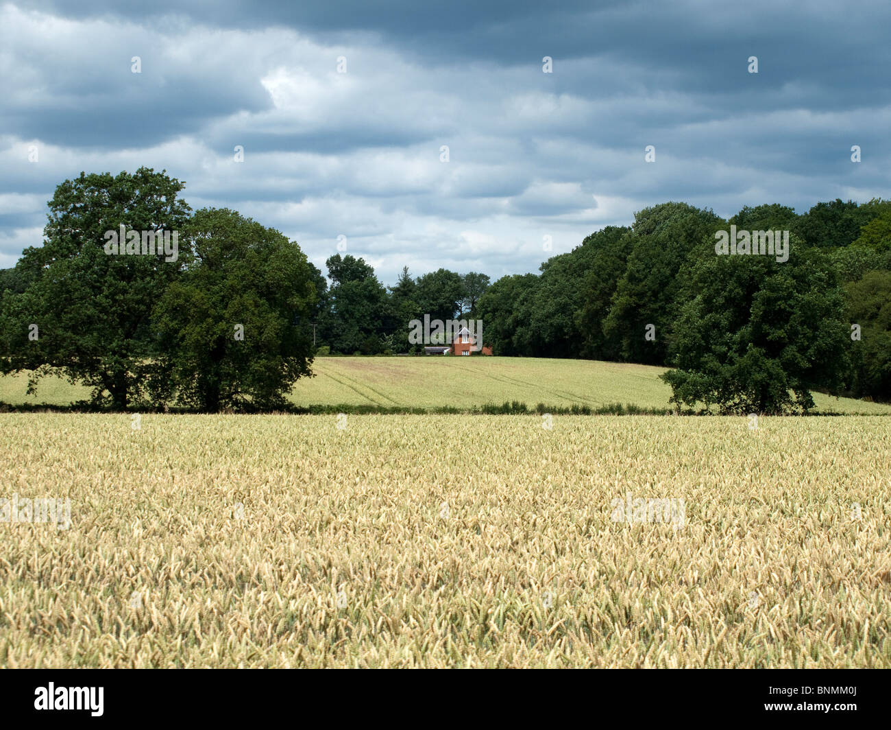 crops growing in a field Stock Photo - Alamy