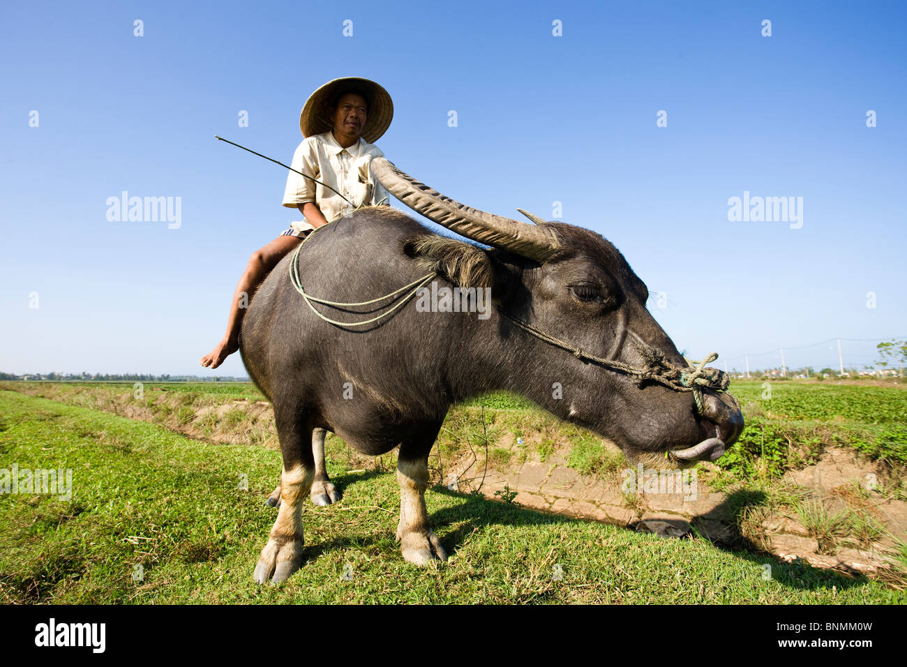 Vietnam Asia Far East Hoi An cage ox field agriculture traveling place ...