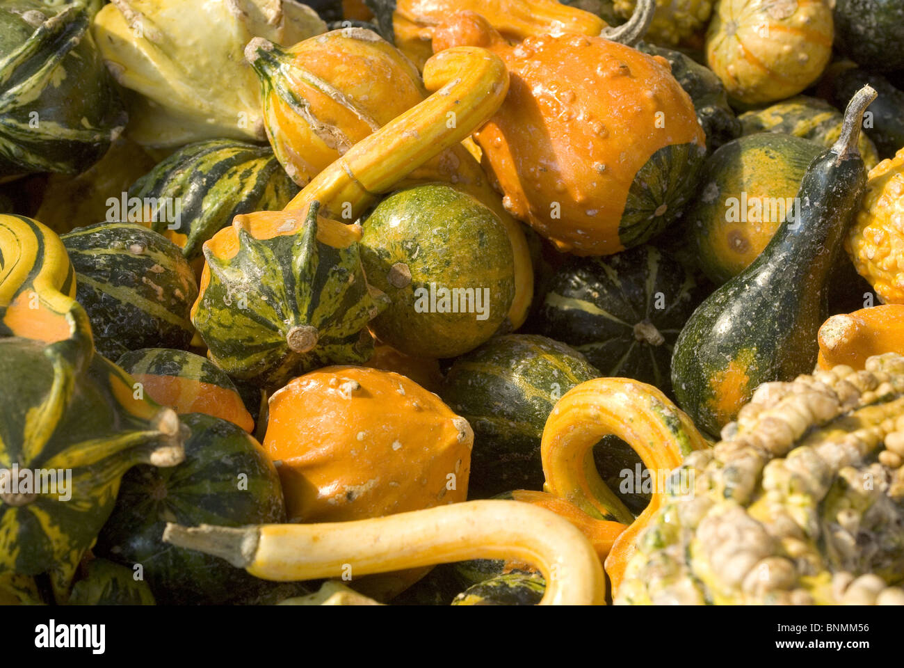 Cornucopia with squash hi-res stock photography and images - Alamy
