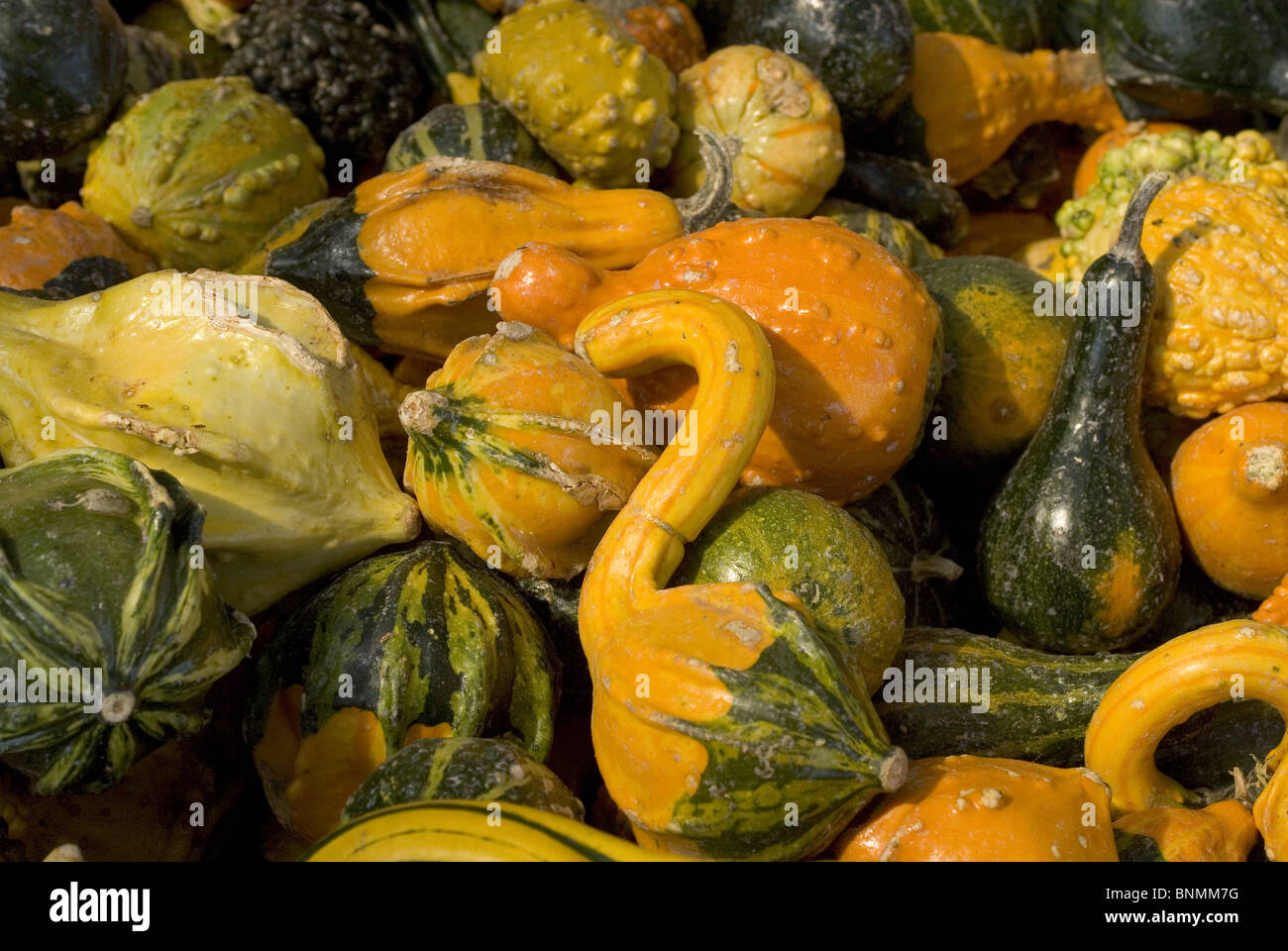 Cornucopia with squash hi-res stock photography and images - Alamy