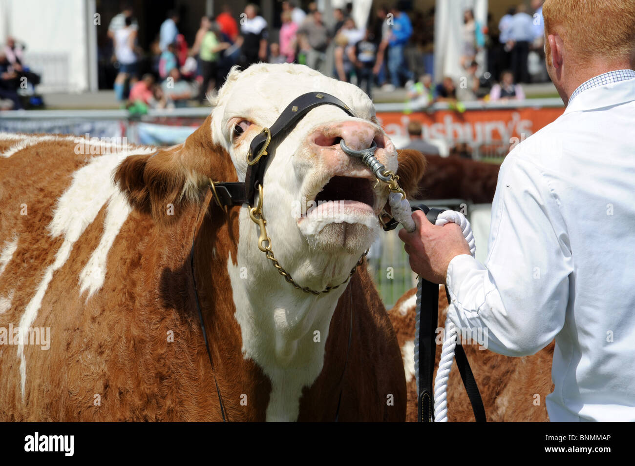 Bull nose ring hi-res stock photography and images - Alamy