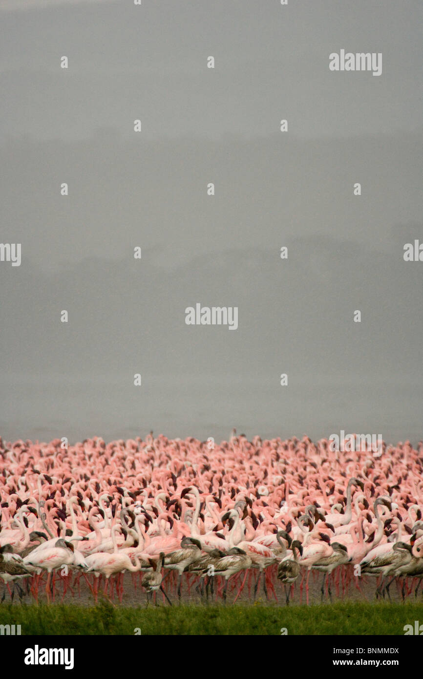 Pink Flamingos in the rain at Lake Nakuru, Kenya, Africa Stock Photo ...