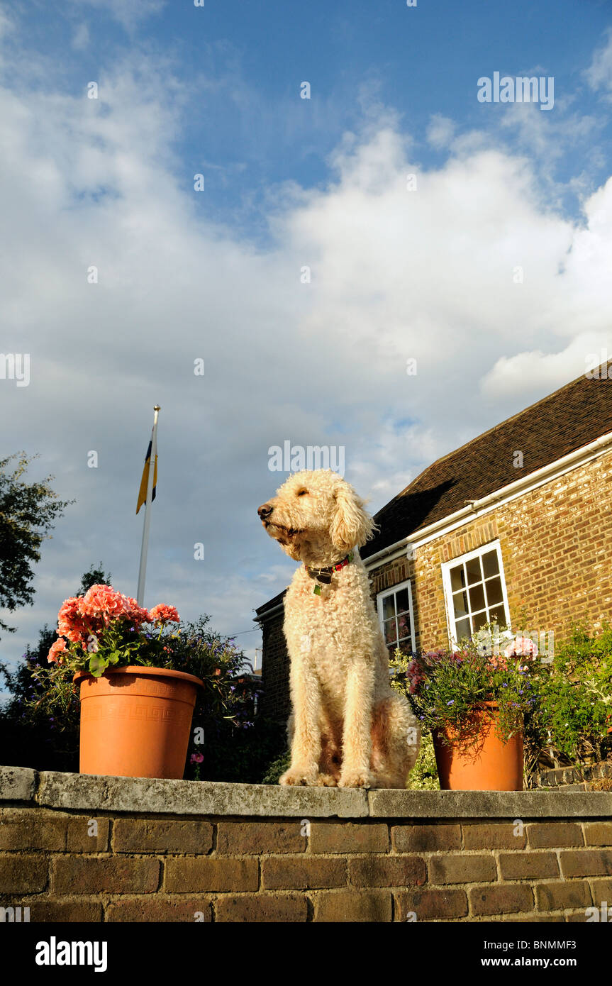 Standard poodle hi-res stock photography and images - Alamy