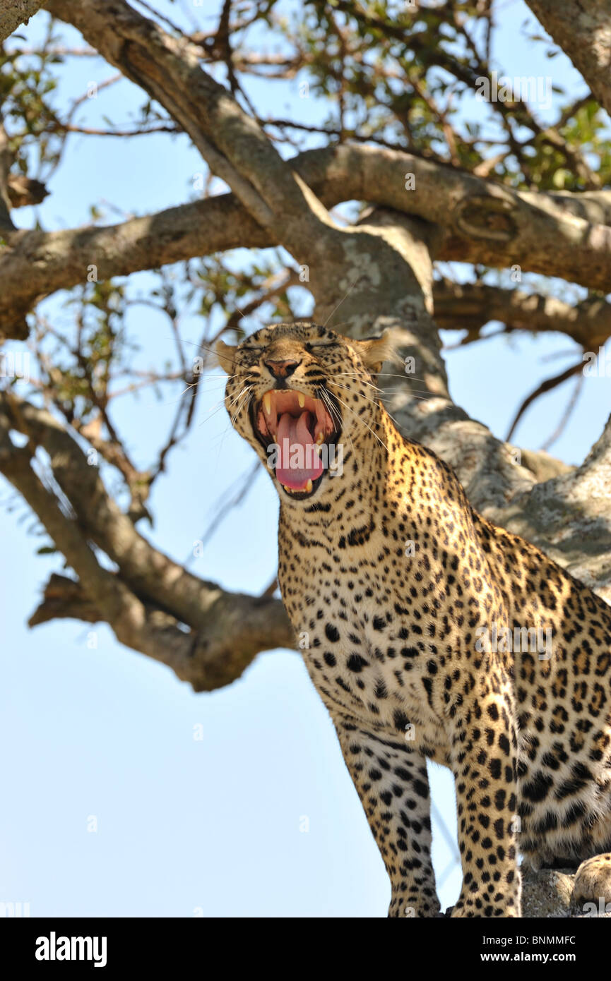 Leopard, Panthera pardus, in tree, Masai Mara National Reserve, Kenya ...