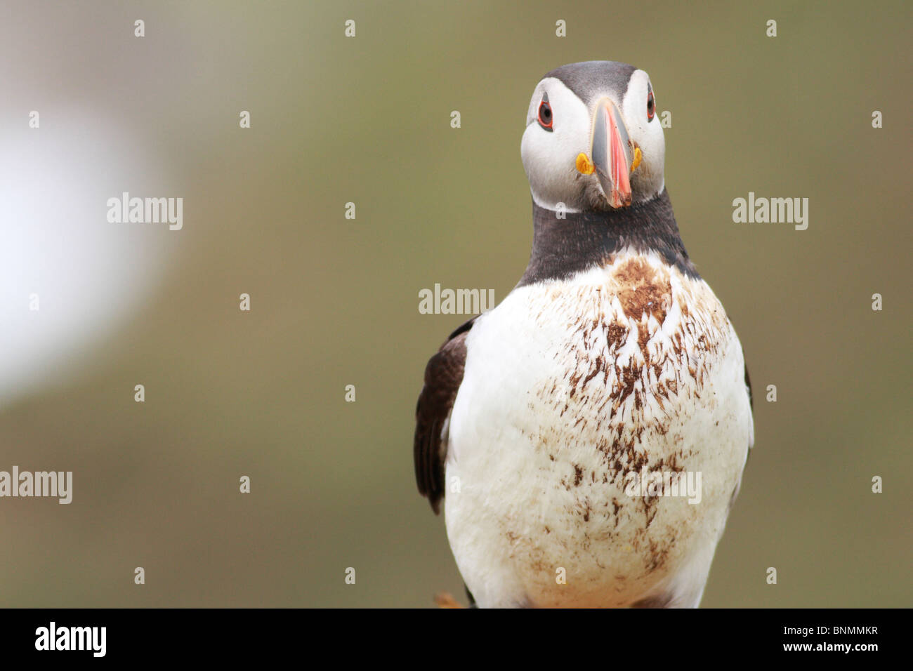 Puffin with mud on chest Stock Photo - Alamy
