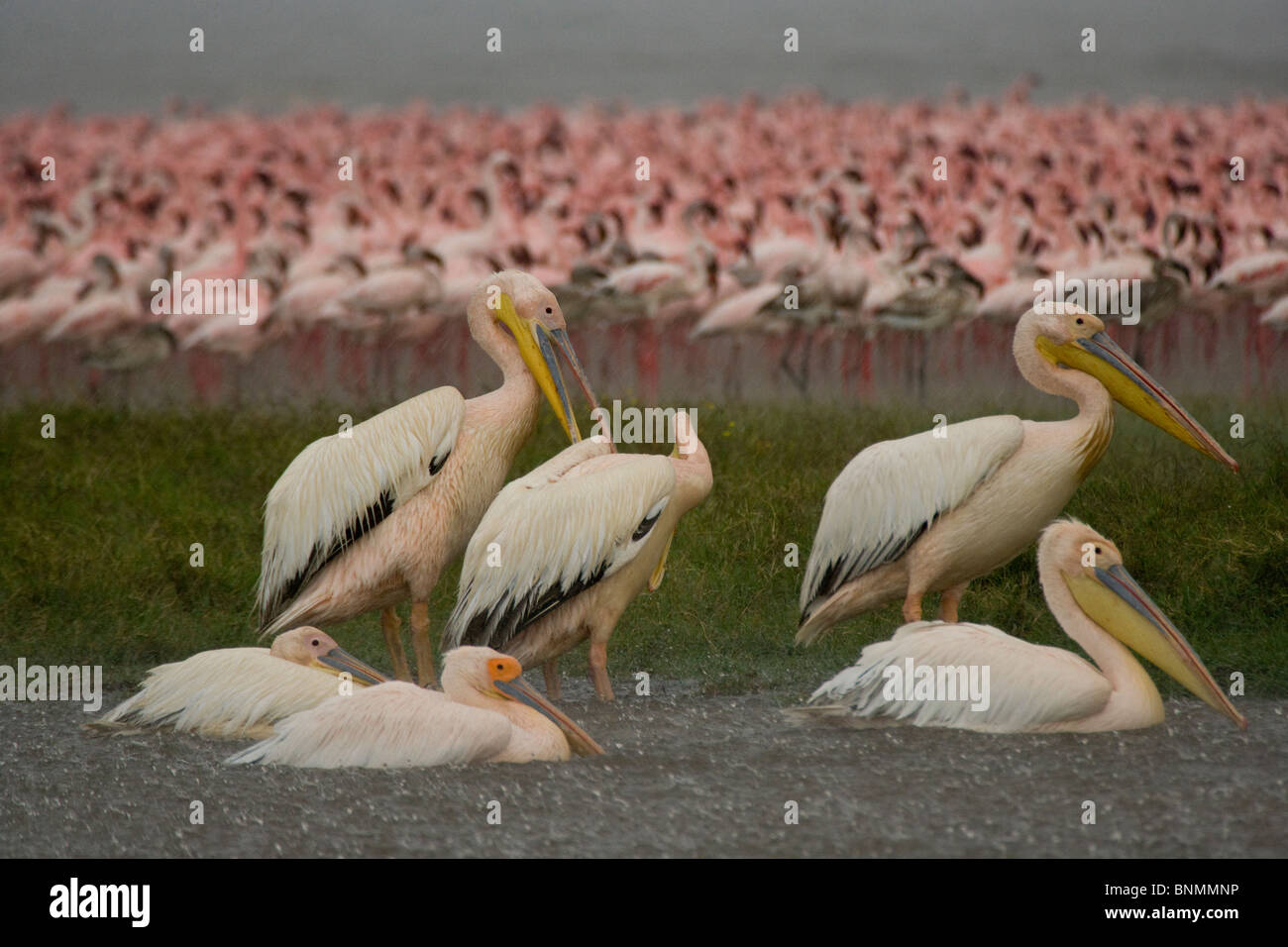 Pink Flamingos and Great White Pelicans the the rain at Lake Nakuru ...