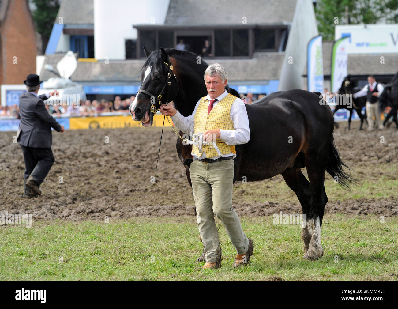 Welsh cob hi-res stock photography and images - Alamy