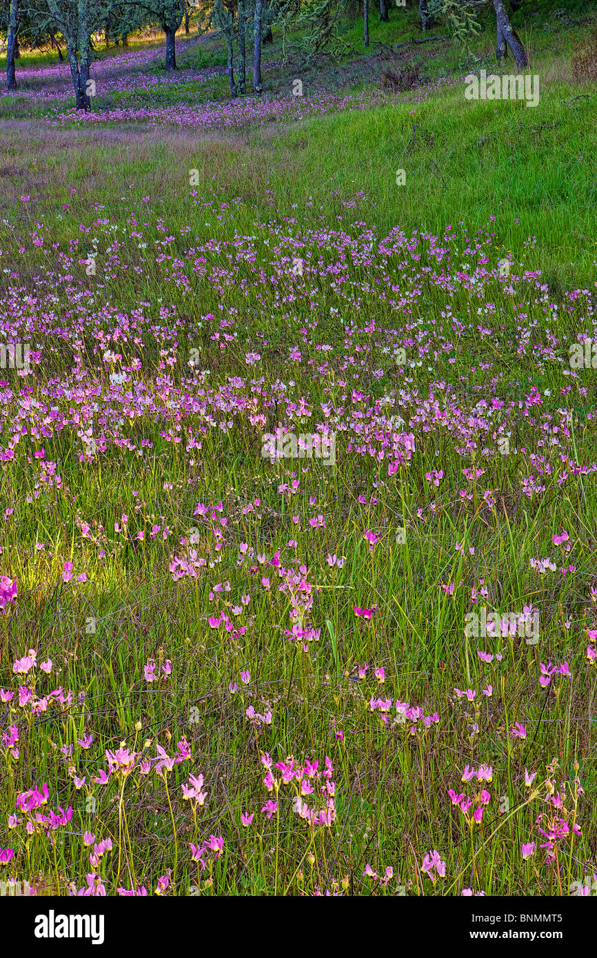 Rural California Spring scenes Stock Photo - Alamy