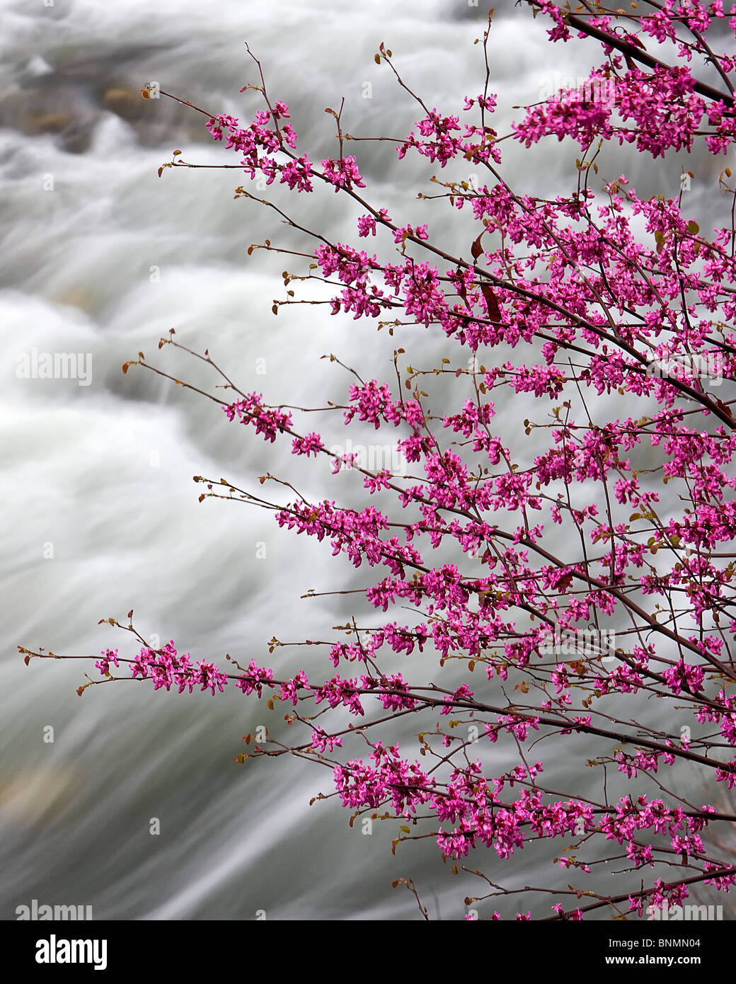 Redbud along Merced River, Merced River Canyon, California, USA Stock ...