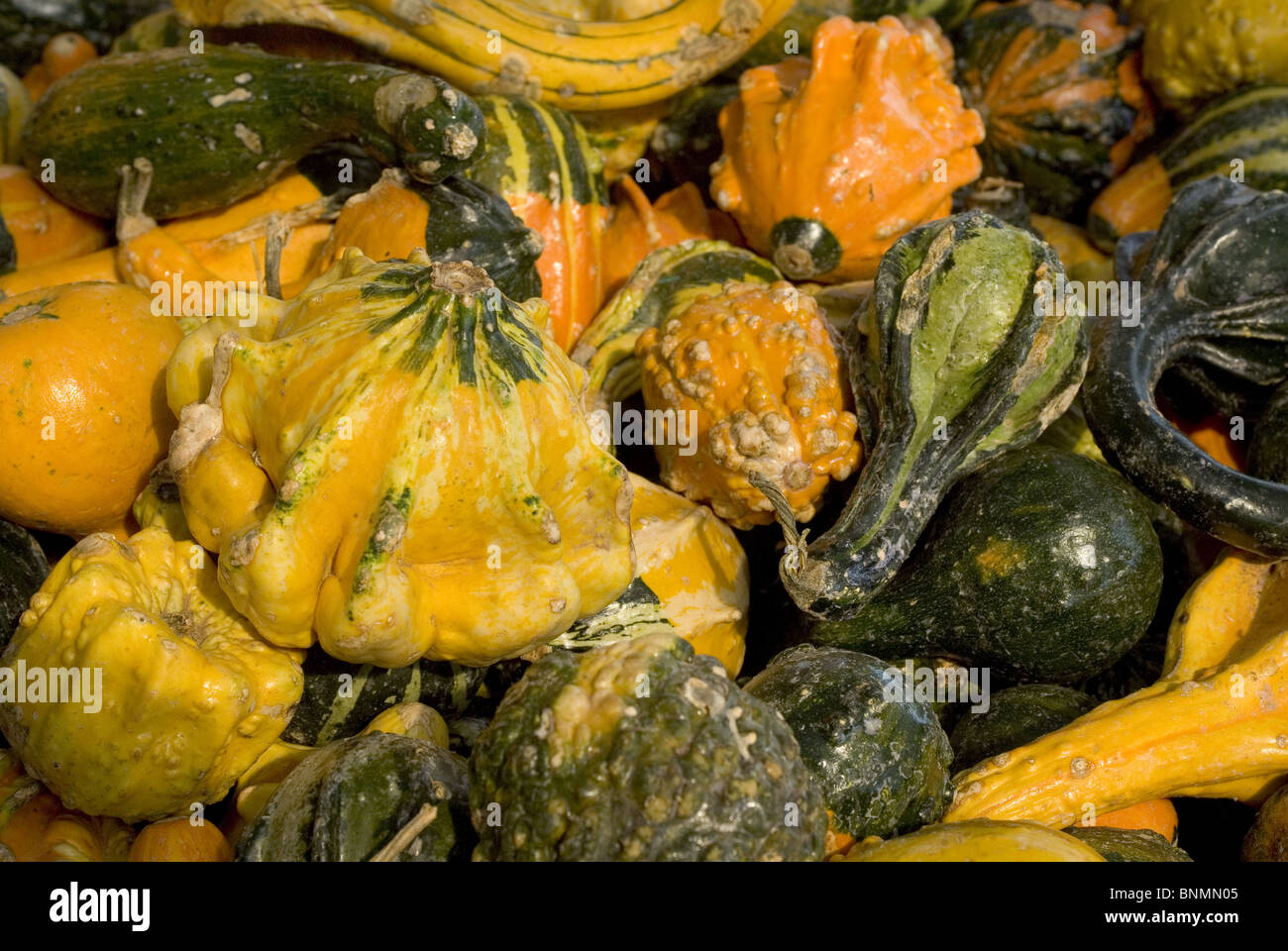 Cornucopia with squash hi-res stock photography and images - Alamy