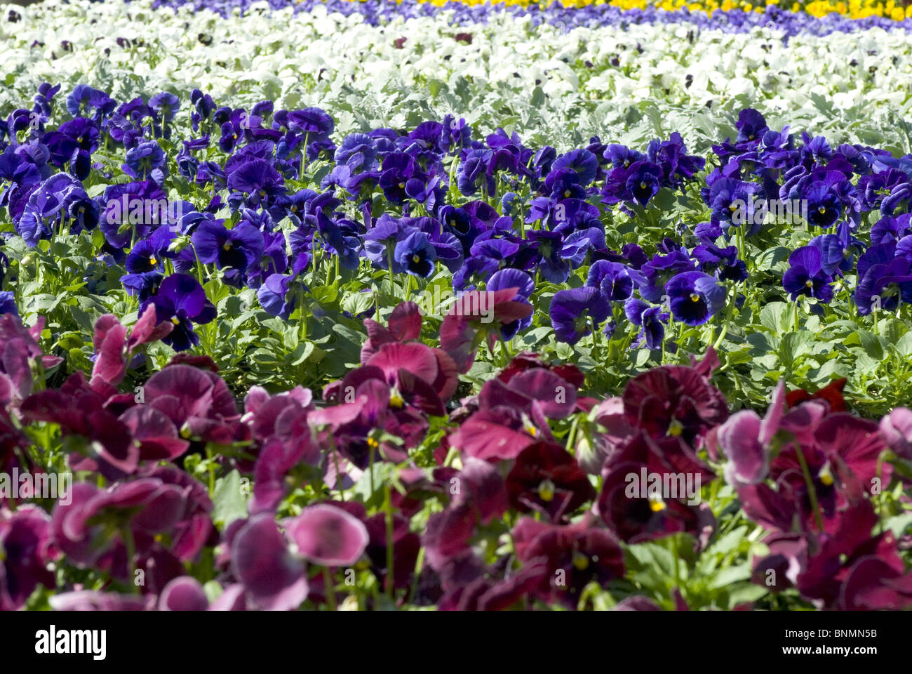 Pansy fall hi-res stock photography and images - Alamy