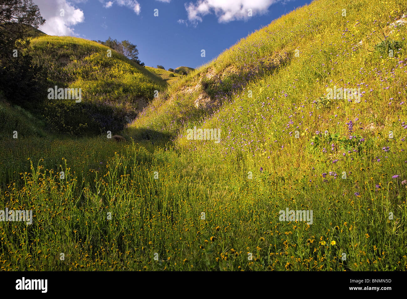 Rural California Spring scenes Stock Photo - Alamy