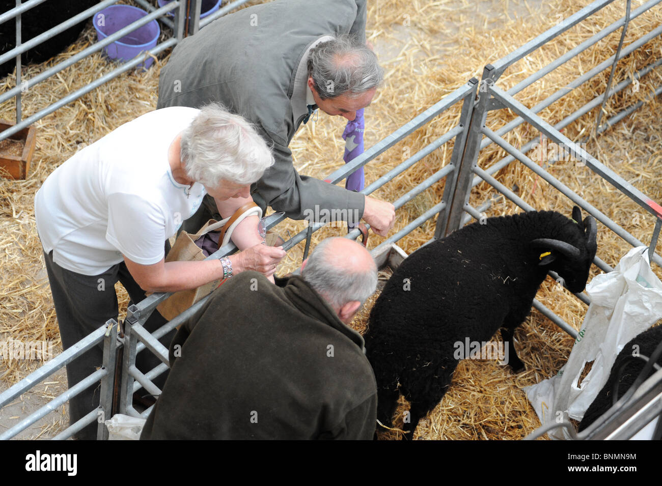 Royal Welsh Show 2010 Farmers Discuss Merits Of A Black Sheep In The Indoor Pens Stock Photo Alamy royal-welsh-show-2010-farmers-discuss-merits-of-a-black-sheep-in-the-indoor-pens-stock-photo-alamy