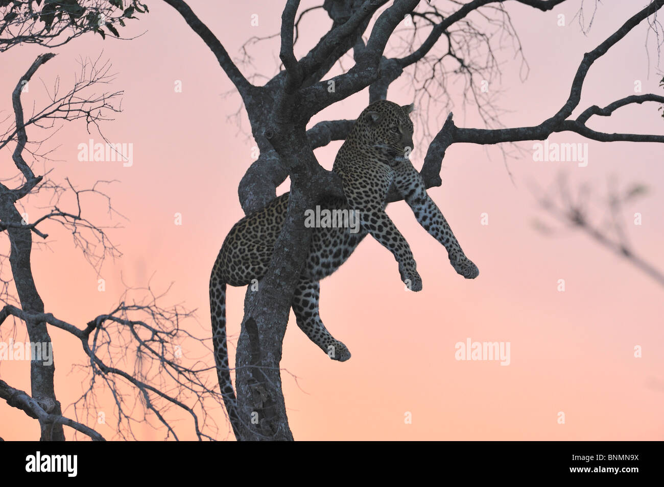 Adult leopard,Panthera pardus, in tree at dusk, Masai Mara National ...