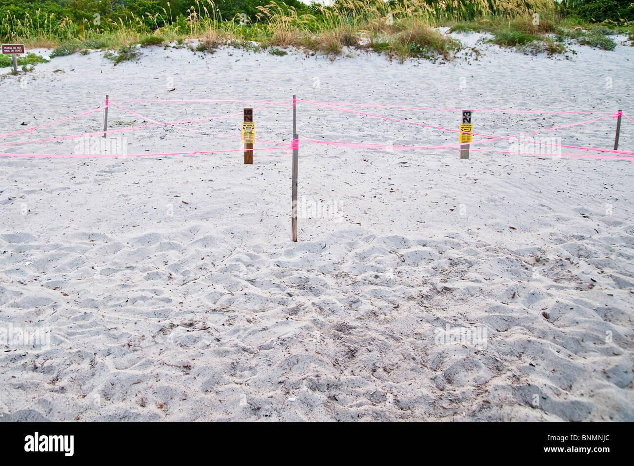 Protected Sea Turtle nests on Key Biscayne in Florida Stock Photo - Alamy
