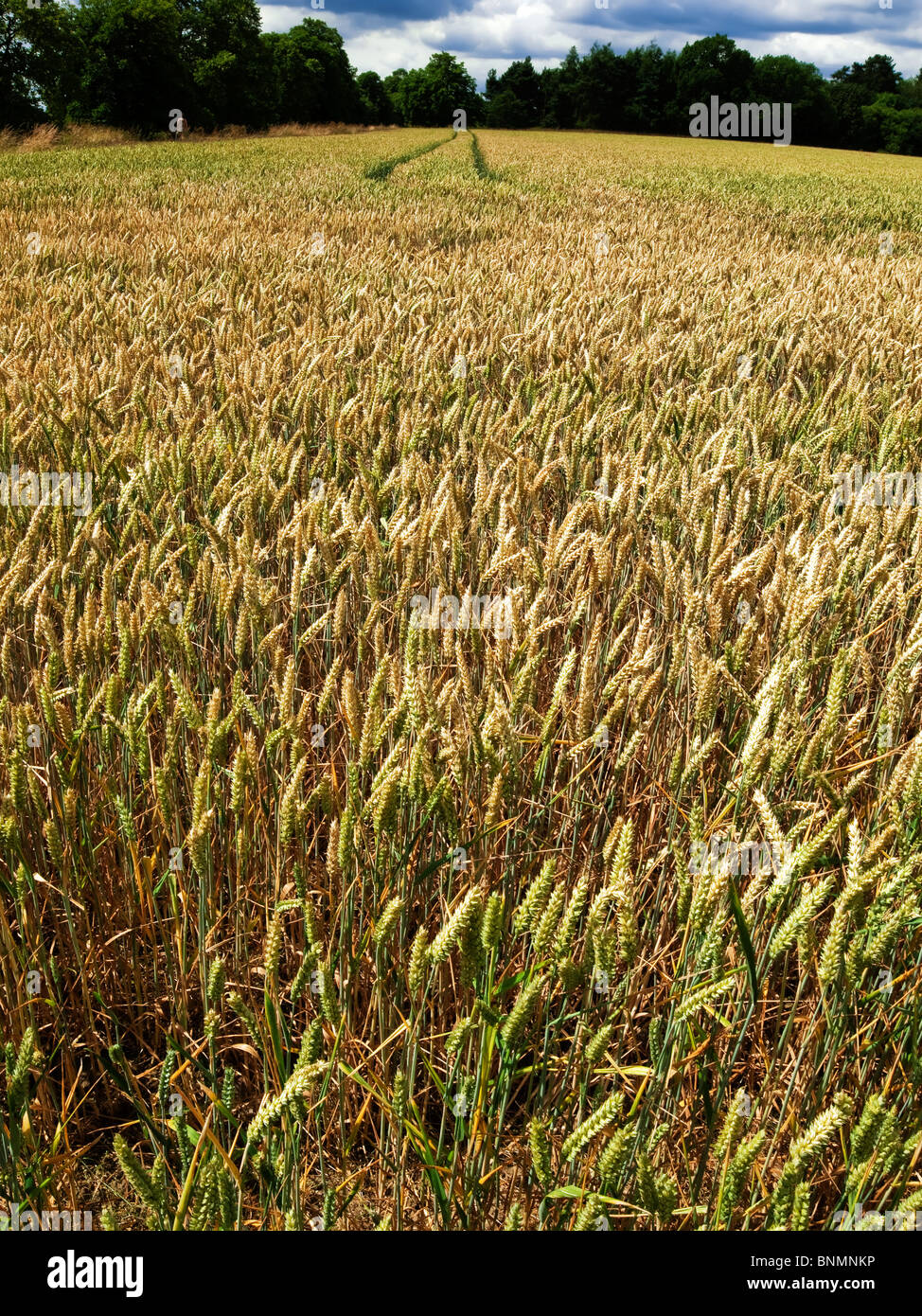 crops growing in a field Stock Photo - Alamy