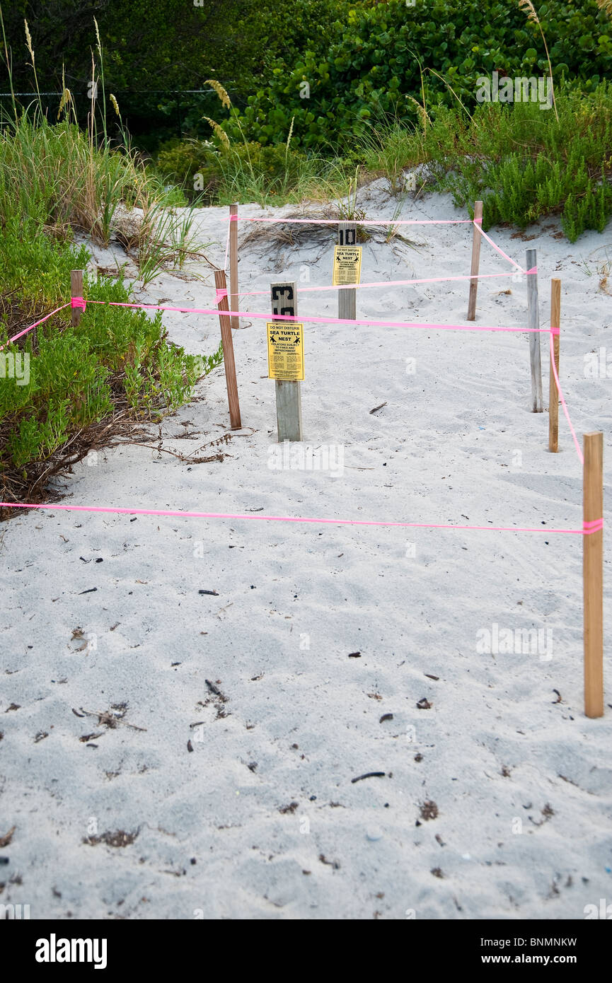 Turtle conservation florida hi-res stock photography and images - Alamy