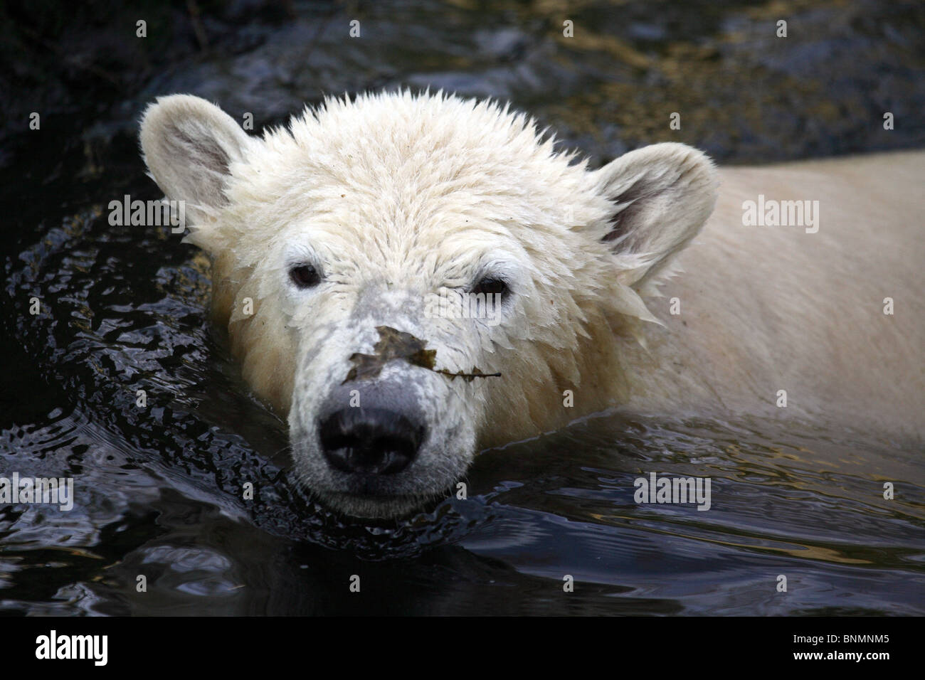 The polar bear Knut, Berlin, Germany Stock Photo - Alamy